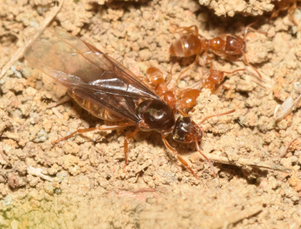 Lasius flavus showing colour difference between queen and workers and polymorphism of workers by ...